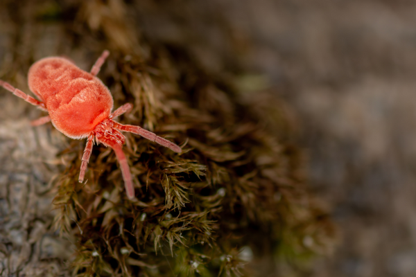 Milbenarten – Identifikation & Umgang – Futura-Shop